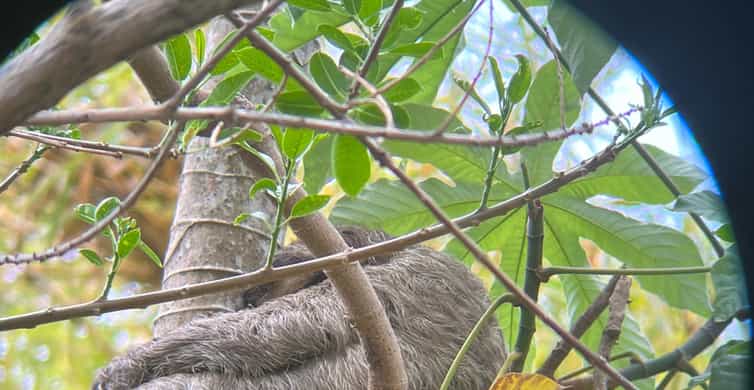 San Jose: Walking Nature Tour with Sloths, Birds, and Trees | GetYourGuide