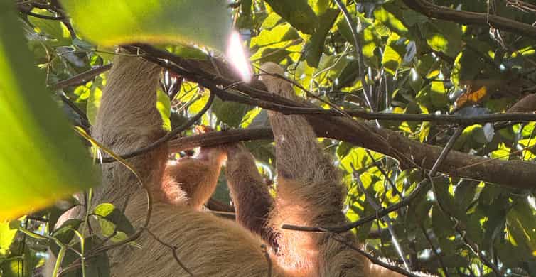 San Jose: Walking Nature Tour with Sloths, Birds, and Trees | GetYourGuide
