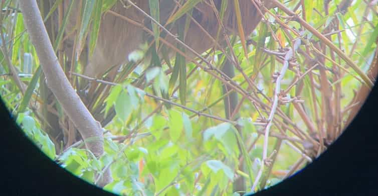 San Jose: Walking Nature Tour with Sloths, Birds, and Trees | GetYourGuide