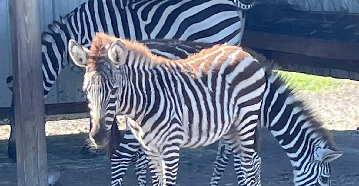 Orlando: Drive-Thru Safari Park at Wild Florida | GetYourGuide