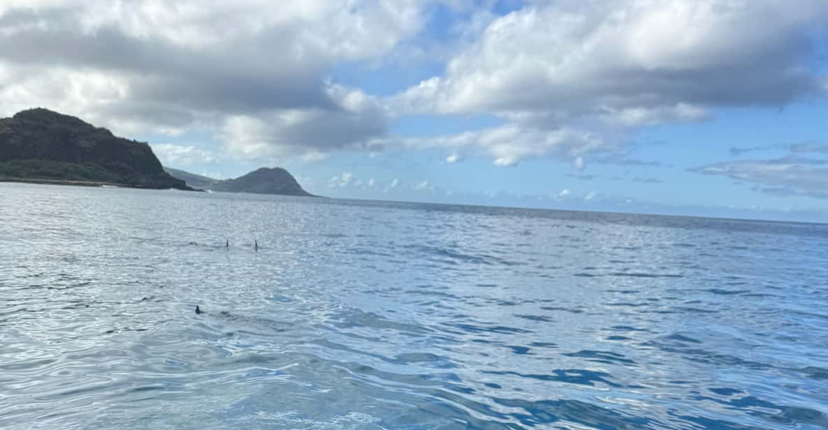 Oahu: Dolphin Swim and Turtle Snorkel Excursion in Waianae | GetYourGuide