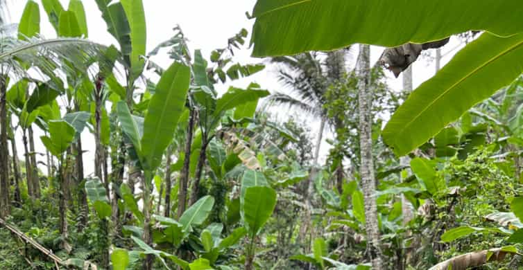 Ubud: Half-Day Zipline and Jungle Swing Adventure | GetYourGuide