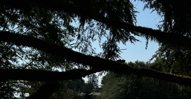 Ketchikan: Totem Pole, Wildlife & City Trolley Tour | GetYourGuide