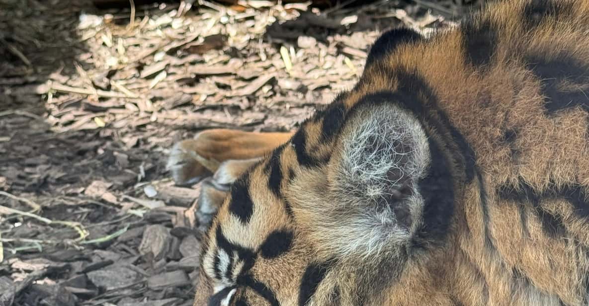 Rome: Bioparco di Roma Zoological Garden Entry Ticket | GetYourGuide