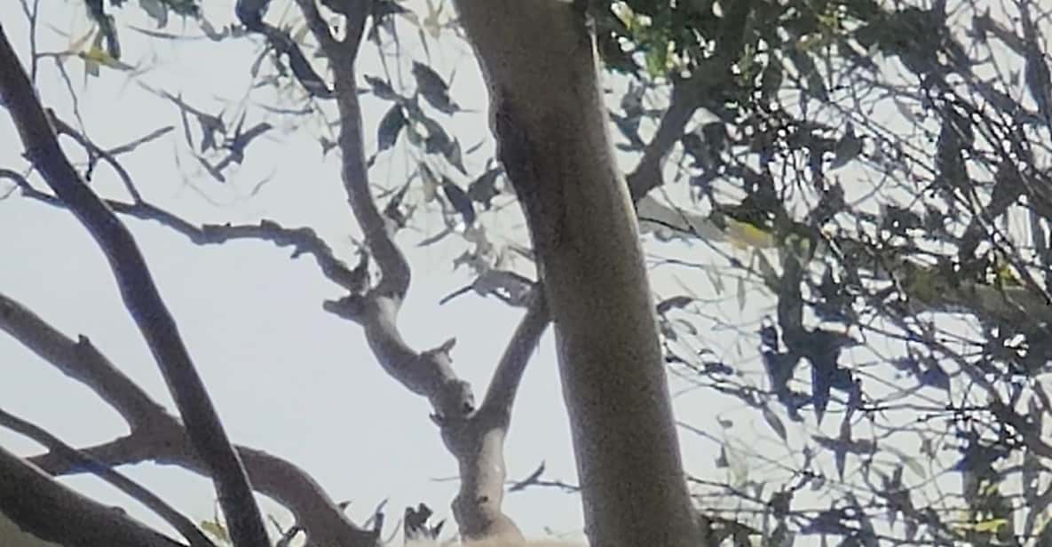 Premium Great Ocean Road Reverse Tour Luxry Bus Hotel PickUP | GetYourGuide