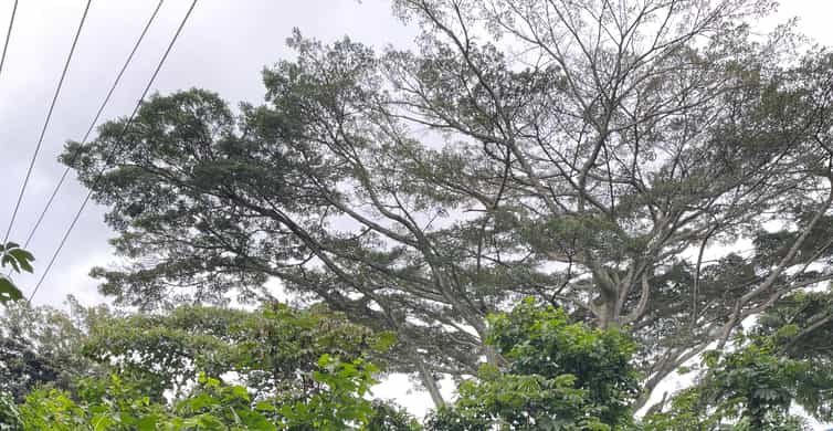 San Jose: Walking Nature Tour with Sloths, Birds, and Trees | GetYourGuide