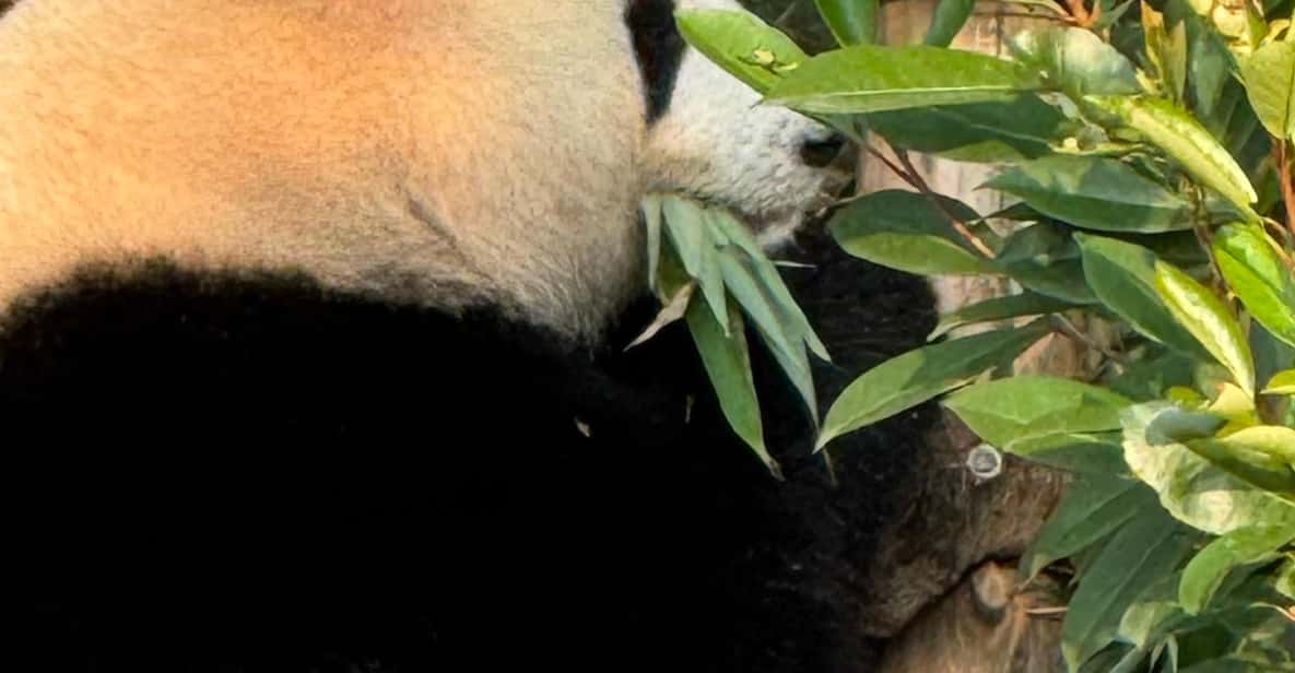 Chengdu：Panda Base Entry Ticket & English PDF Guidebook | GetYourGuide