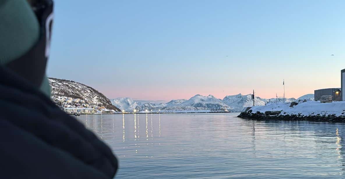 Tromsø: Skjervøy RIB Whale Watching Tour - 2026 (Verified Reviews)