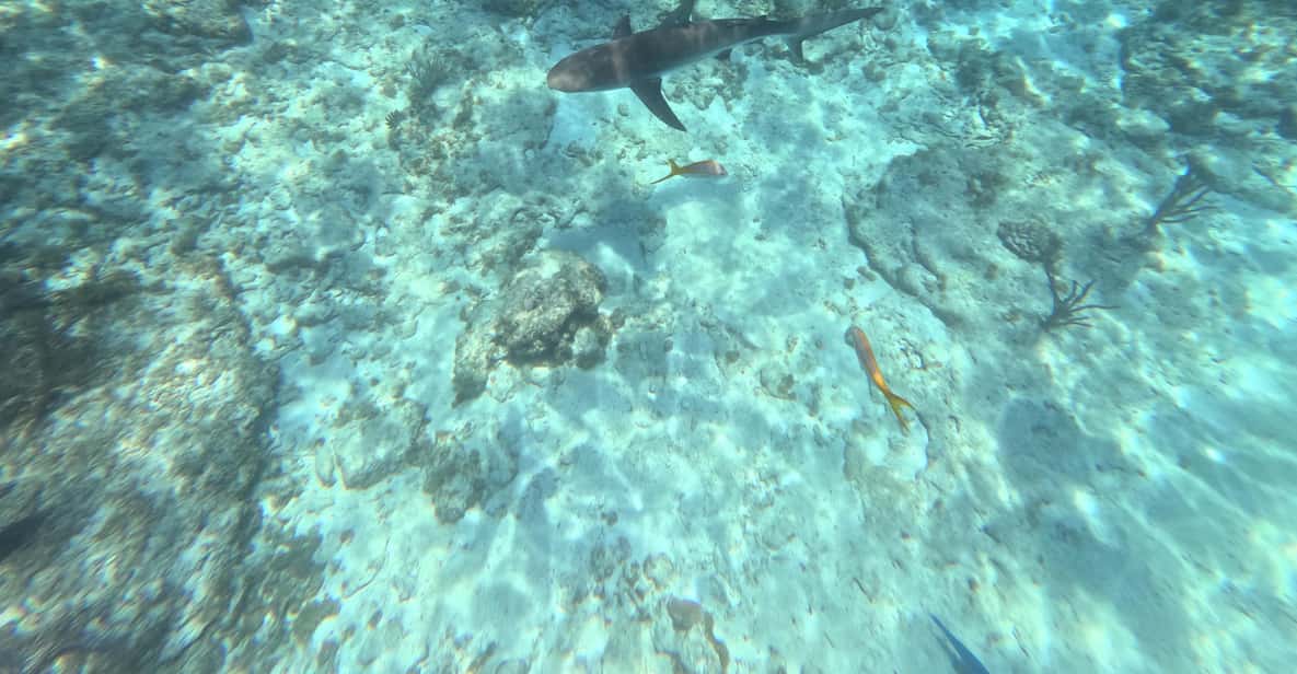 Key West: Afternoon Reef Snorkel Tour with Open Bar | GetYourGuide