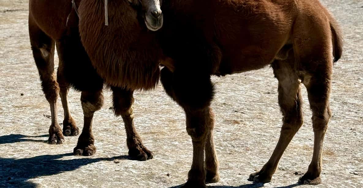 Leh: Nubra Valley Tagestour über den Khardung La Pass – 2026 ...