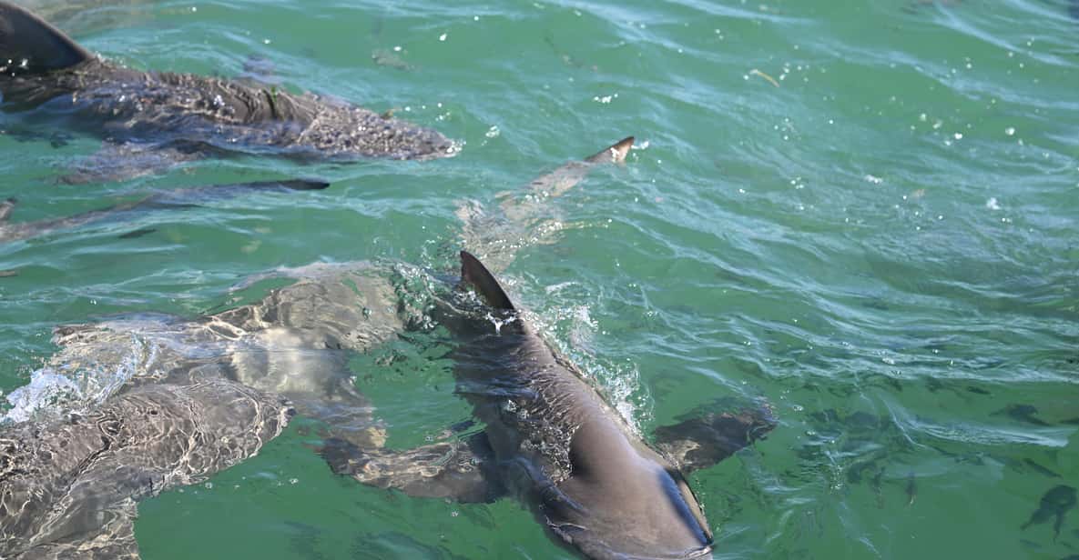 Key West: Shark and Wildlife Viewing Catamaran Tour | GetYourGuide