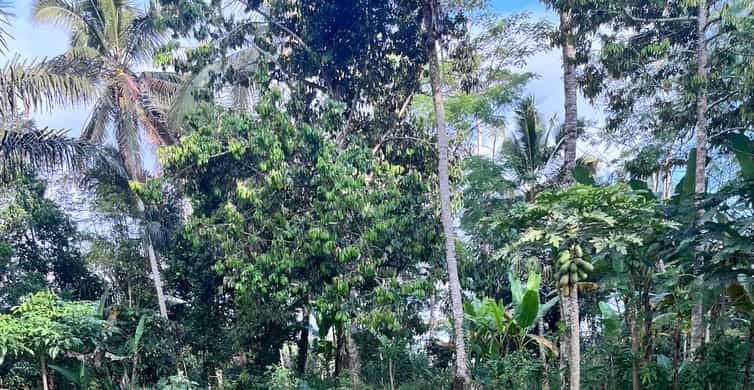 From Ubud: Evening Firefly Tour in Taro Village | GetYourGuide