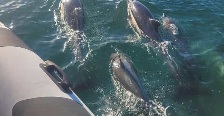 Lisboa: avistamiento de delfines con biólogo marino (grupo pequeño ...
