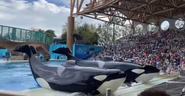 SeaWorld Orlando: Park Admission Ticket | GetYourGuide