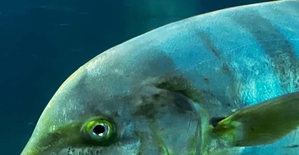 SEA LIFE Porto Full-Day Entrance Ticket | GetYourGuide