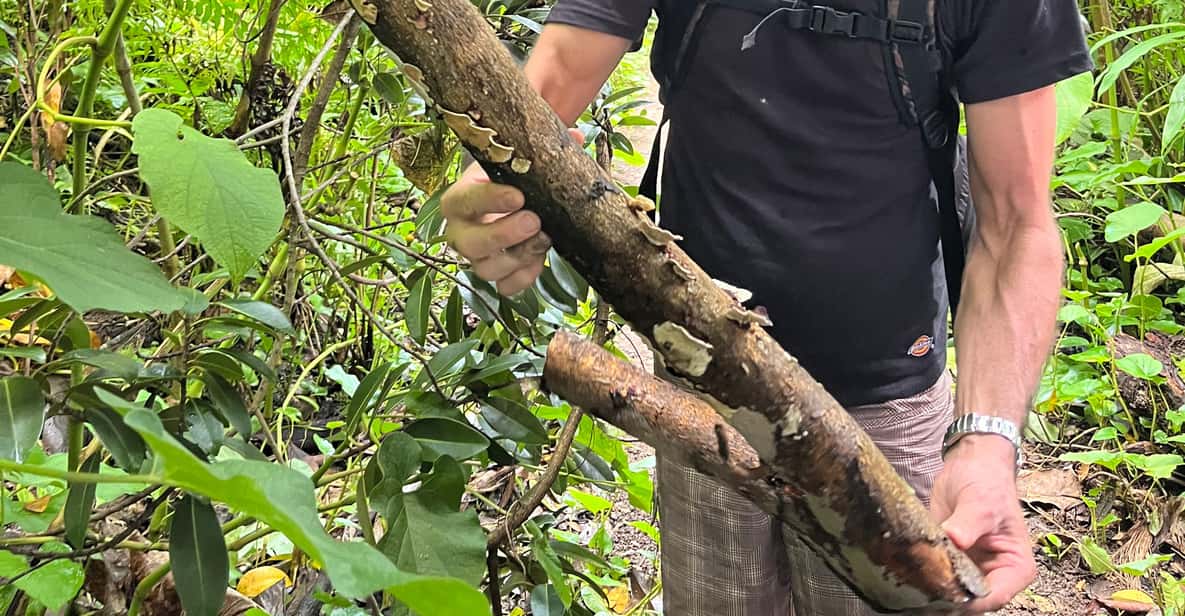 Haiku: Waterfall, Rainforest, and Handcrafted Chocolate Tour | GetYourGuide