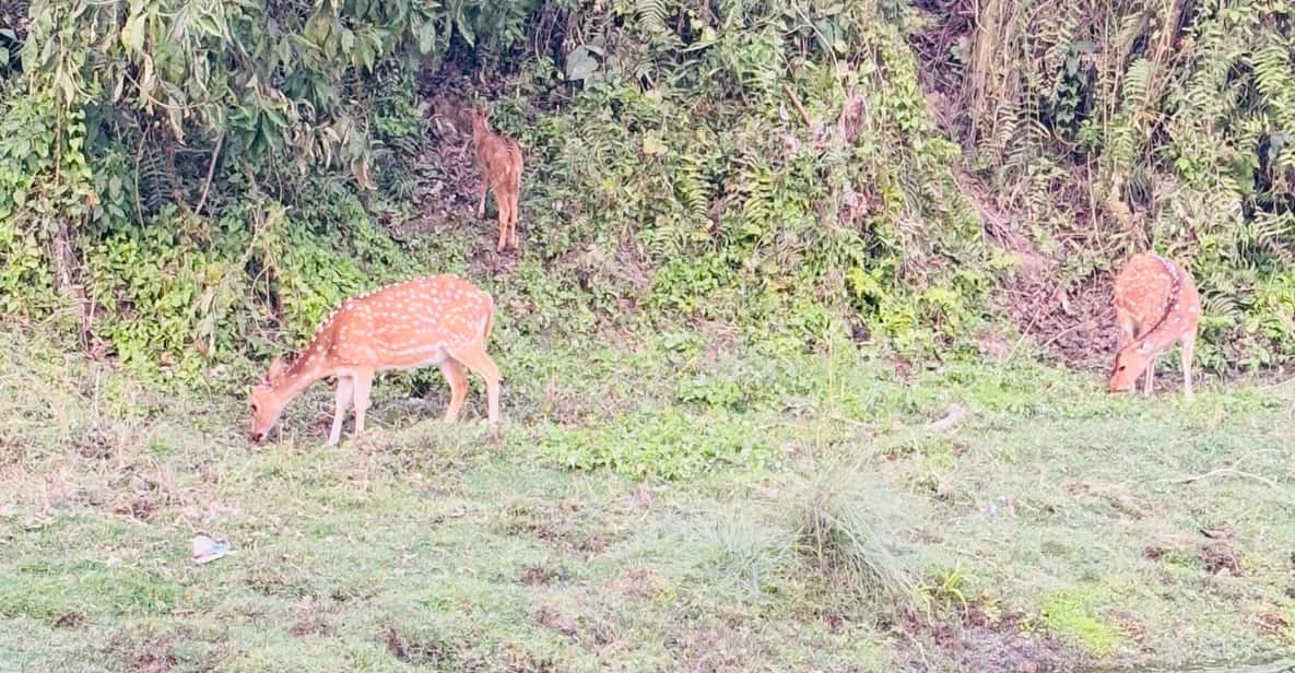3 Nights 4 Days Chitwan National Park with Tower Night Stay | GetYourGuide