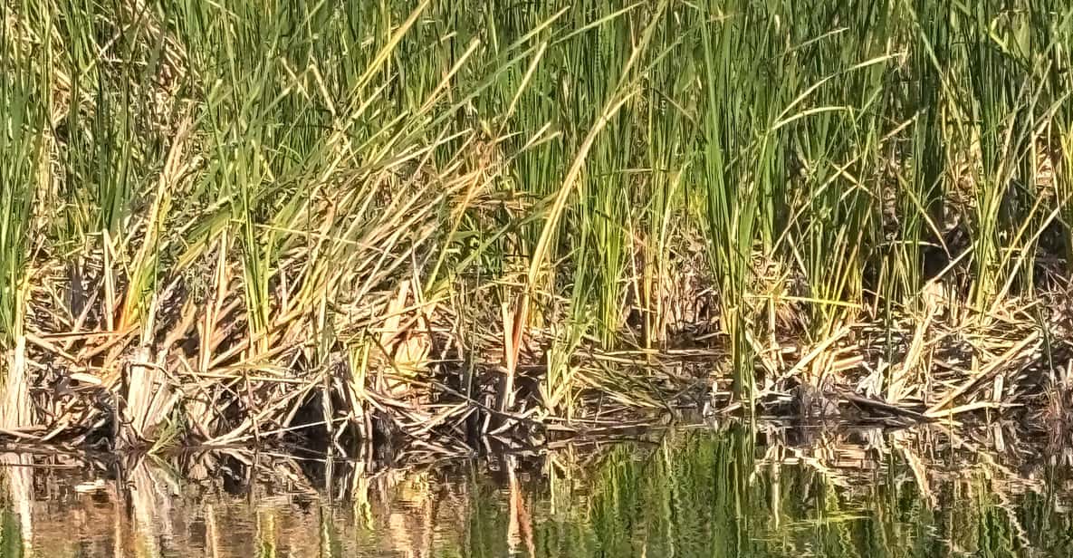 Miami: Duck Tour of Miami and South Beach | GetYourGuide