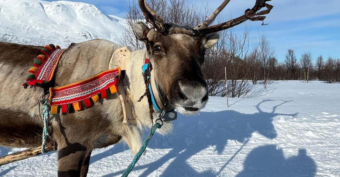 Tromsø: Sámi Reindeer Sledding and Sami Cultural Tour | GetYourGuide