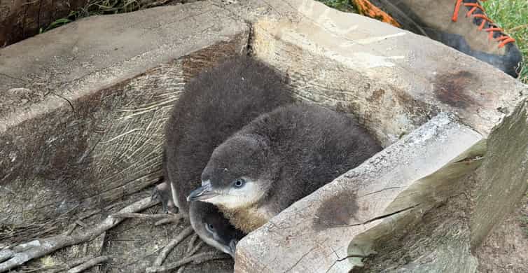 Akaroa: Pohatu Little Penguins 3-Hour Evening Experience | GetYourGuide