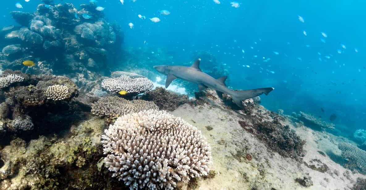Coral Bay: Ningaloo Reef Swim and Snorkel with Whale Sharks | GetYourGuide