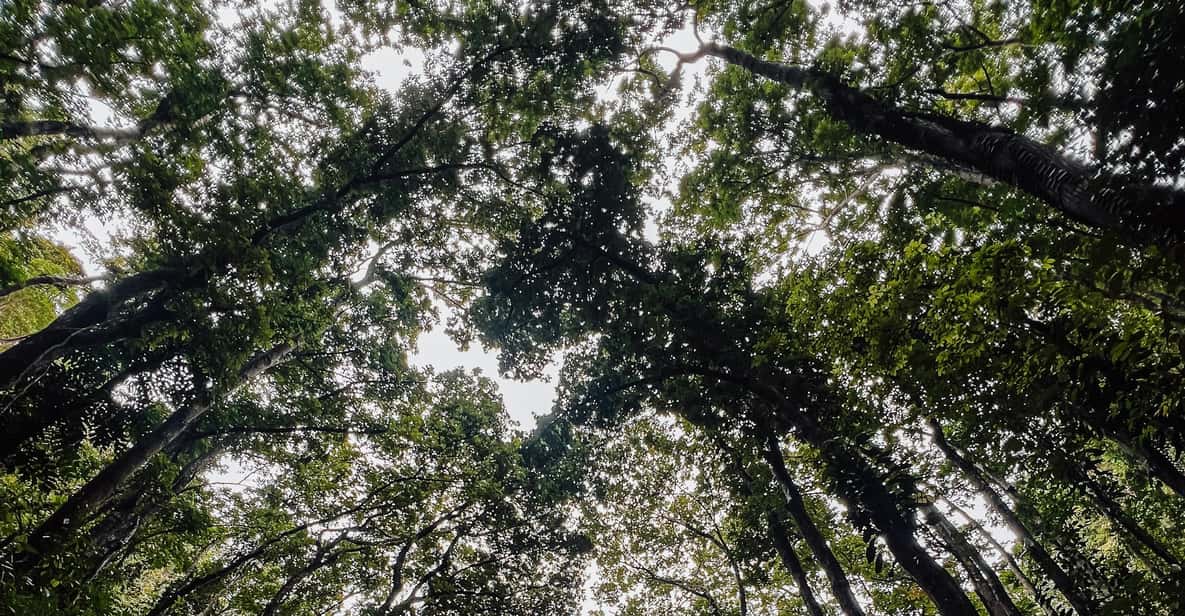 Iz Cebuja: Ekskluzivni ogled podeželja Bohol in samopostrežno kosilo ...