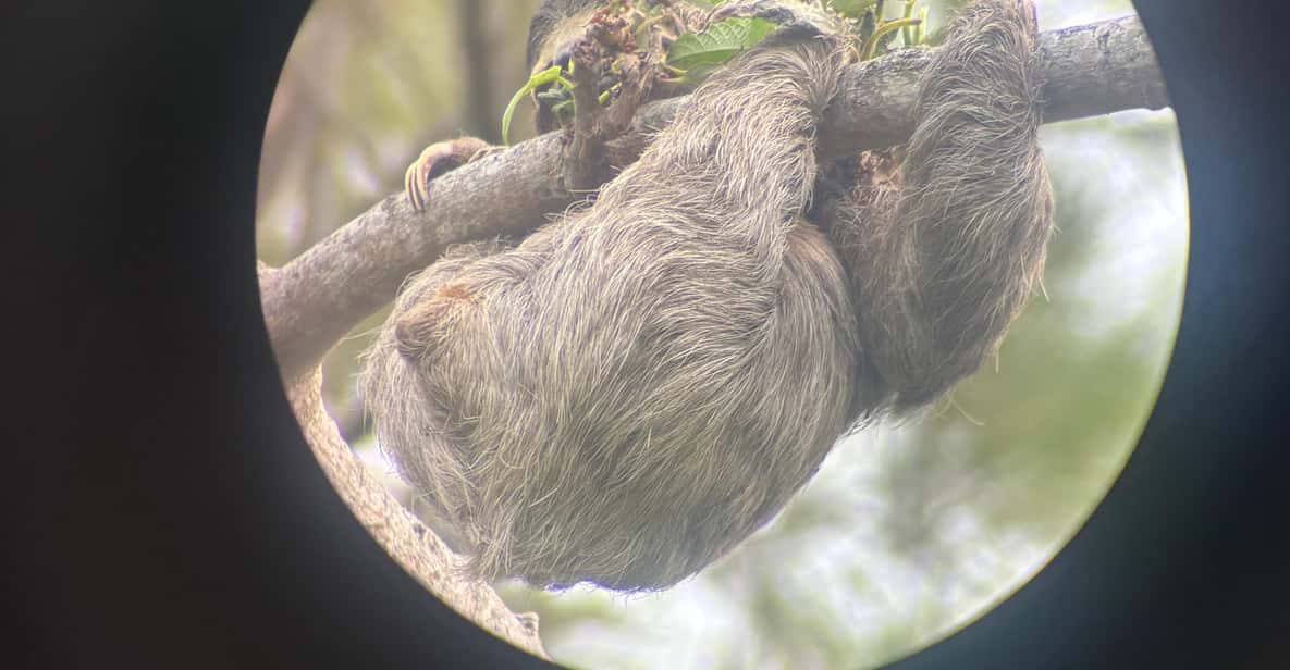 San Jose: Walking Nature Tour with Sloths, Birds, and Trees | GetYourGuide