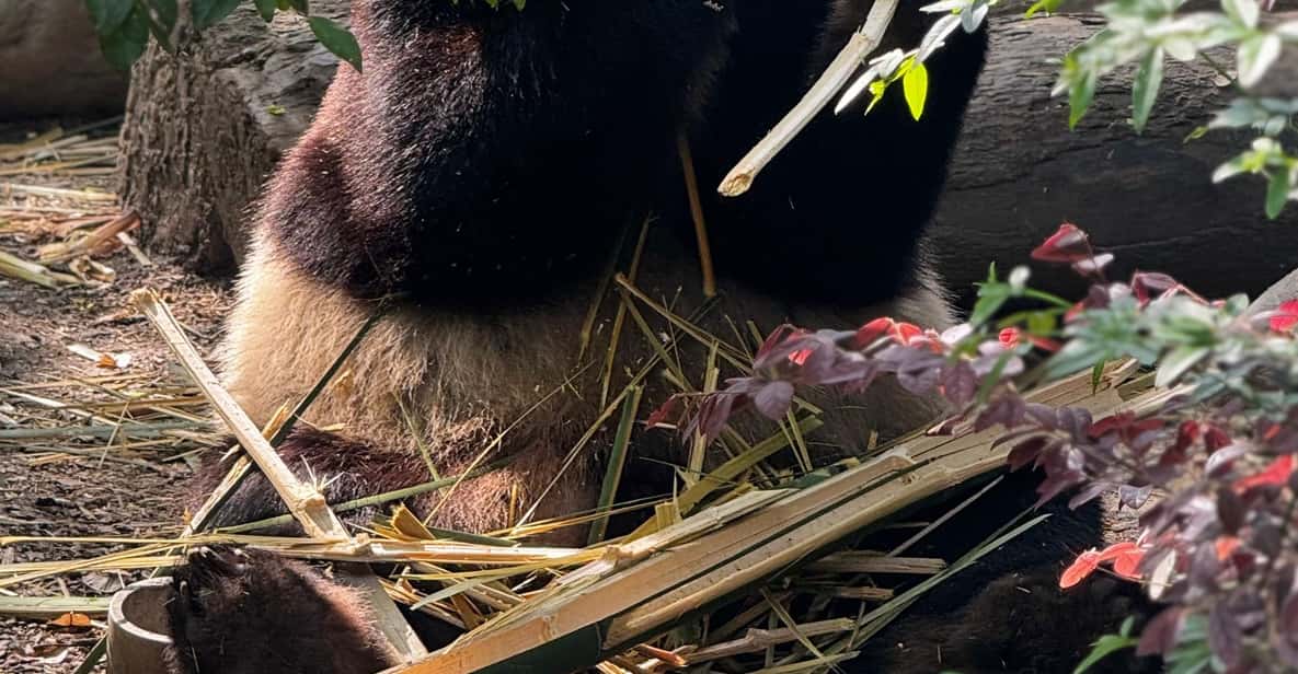 Chengdu: Panda Park & Optional Leshan Giant Buddha Tour - 2026 ...