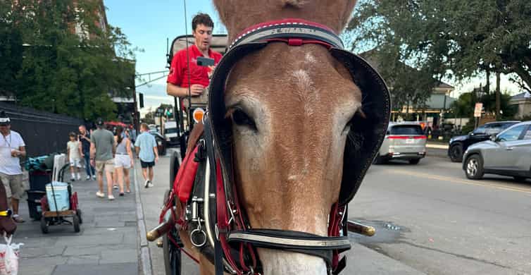 New Orleans: French Quarter Sightseeing Carriage Ride | GetYourGuide