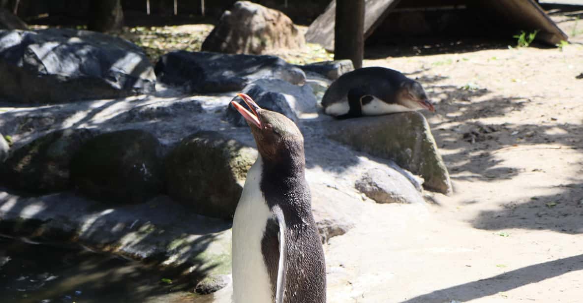 Dunedin: Wildlife and Penguin Tour | GetYourGuide