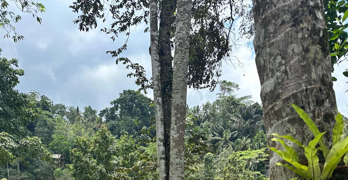 Ubud: Alas Harum Day-Pass, Swing, Sky Bike & Flying Fox | GetYourGuide