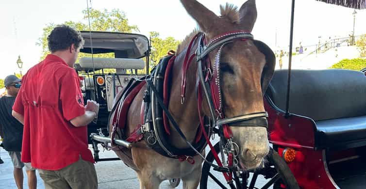 New Orleans: French Quarter Sightseeing Carriage Ride | GetYourGuide