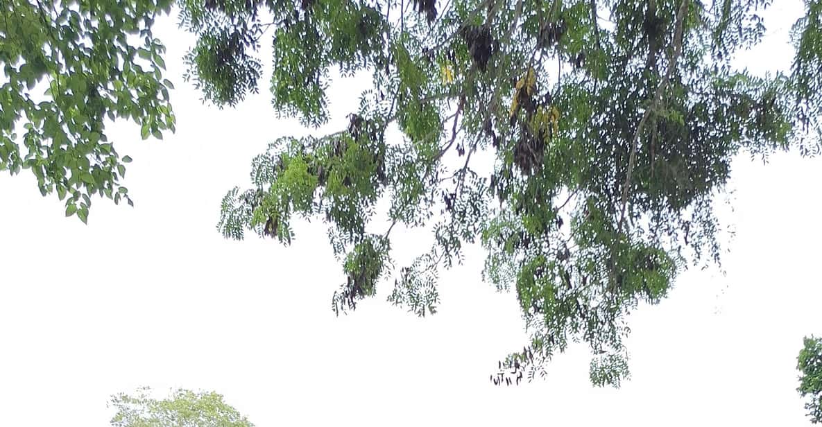 Bacalar: Calakmul ruins tour jungle and the bat volcano.. | GetYourGuide