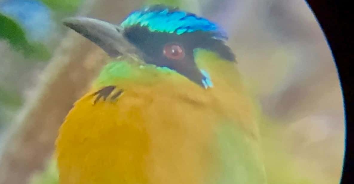 San Jose: Walking Nature Tour with Sloths, Birds, and Trees | GetYourGuide