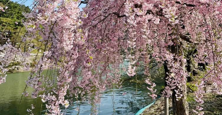 Nagano: 1-Day Snow Monkey & Cherry Blossom Tour in Spring | GetYourGuide