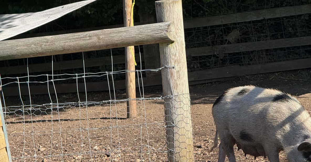 Kew Little Pigs: The Pig Enthusiast | GetYourGuide