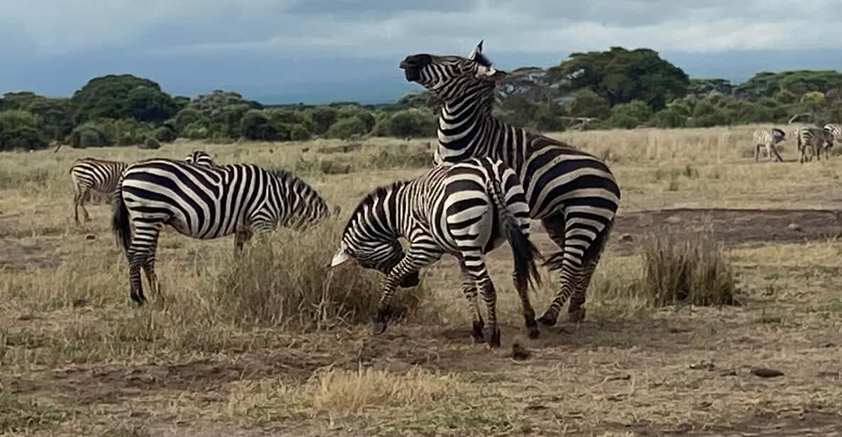 Day Trip: Amboseli National Park & Maasai Village – Nairobi | GetYourGuide