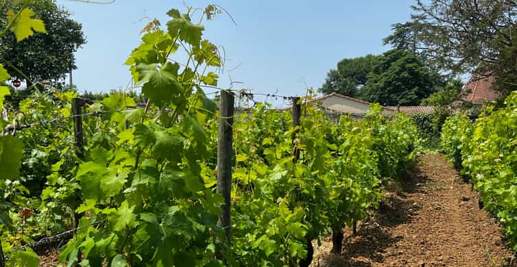 Saint-Émilion: Grand Cru Classé Winery Visit and Tasting | GetYourGuide