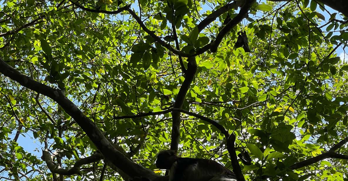 Zanzibar: Privatni izlet u šumu Jozani i crvene majmune Colobus ...