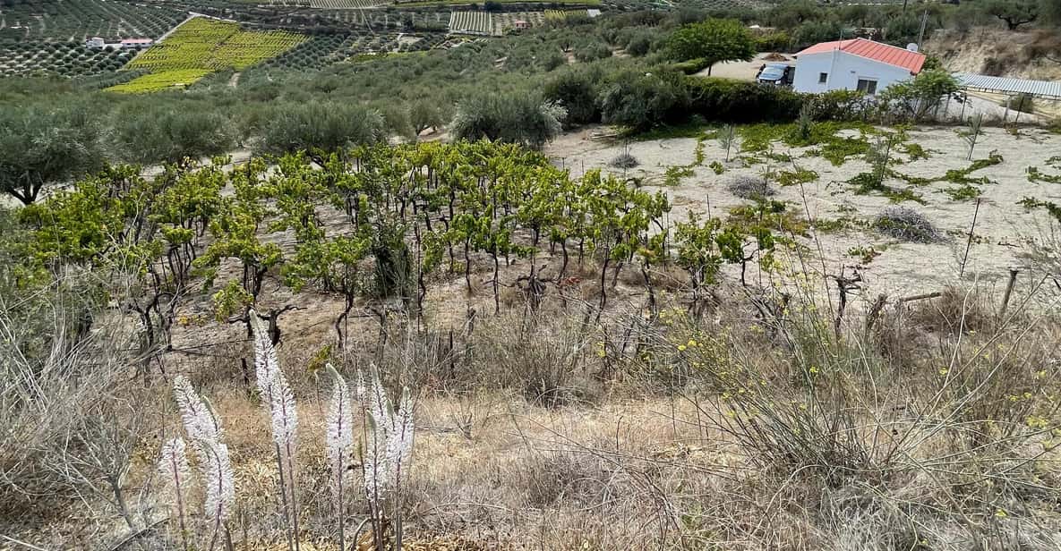 Heraklion: Olive Farm Tour with Tasting of Local Delicacies | GetYourGuide