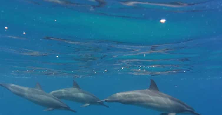 Oahu: Dolphin Swim and Turtle Snorkel Excursion in Waianae | GetYourGuide