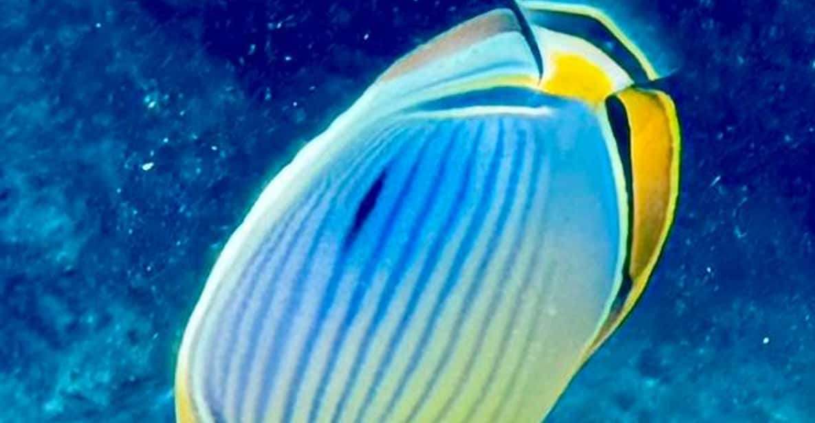Mombasa & Diani: Wasini Island Dolphin Tour with Snorkeling. | GetYourGuide