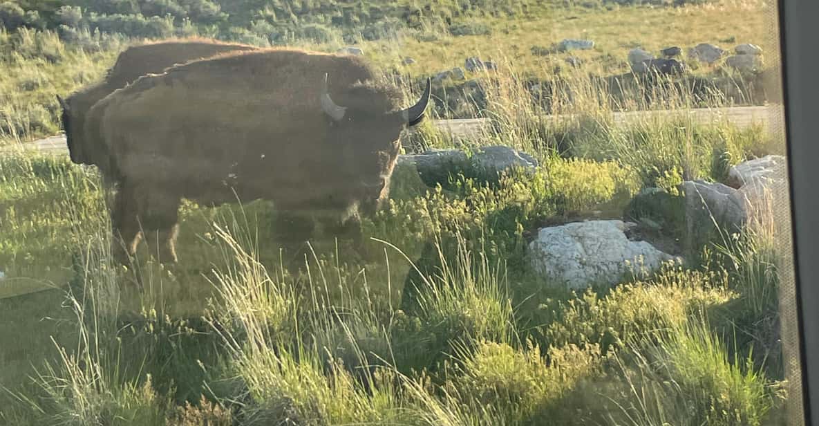 Salt Lake City: Great Salt Lake Wildlife & Sunset Experience | GetYourGuide