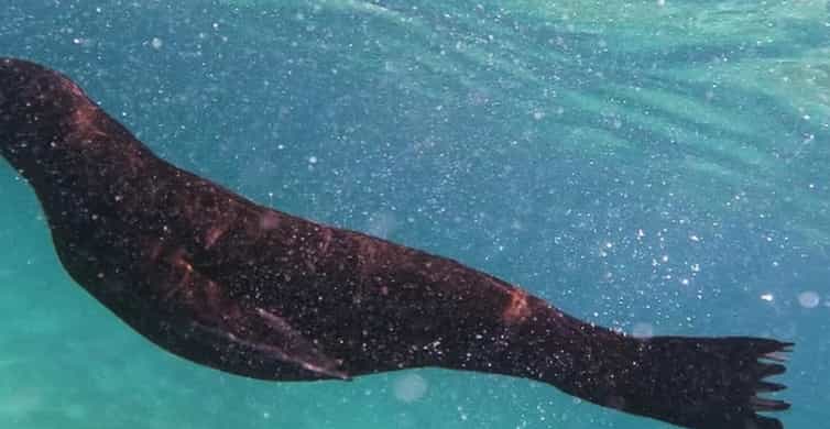 Plettenberg Bay: Swim with Seals | GetYourGuide