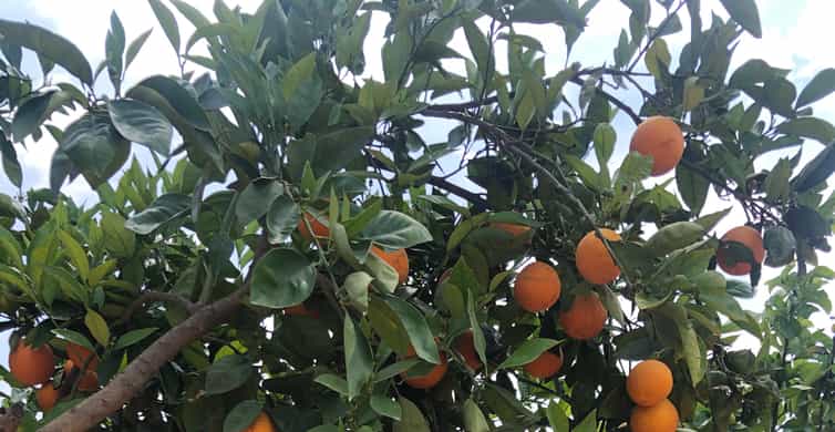 Valencia: Orange Farm and Orchard Trip with Tastings | GetYourGuide