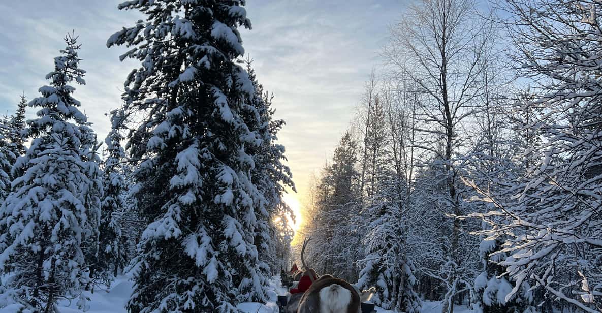 Rovaniemi: Reindeer Safari at 200-Year-Old Farm & Sled Ride | GetYourGuide
