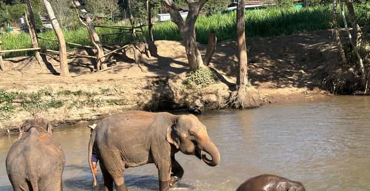 Chiang Mai: Elephant Sanctuary & Waterfall Group Tour | GetYourGuide