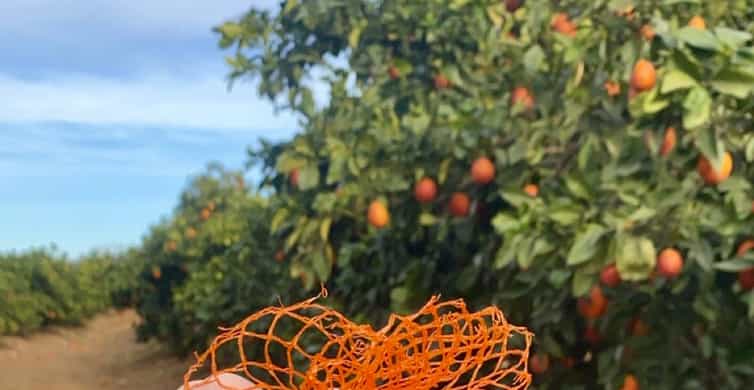 Valencia: Orange Farm and Orchard Trip with Tastings | GetYourGuide