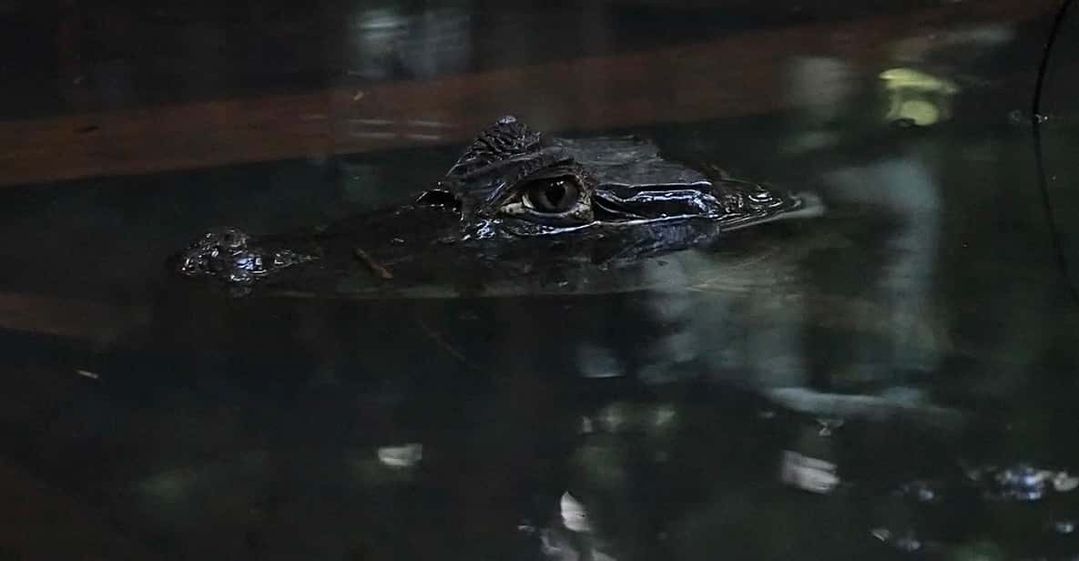 Tortuguero: Canoe Tour in Tortuguero National Park | GetYourGuide
