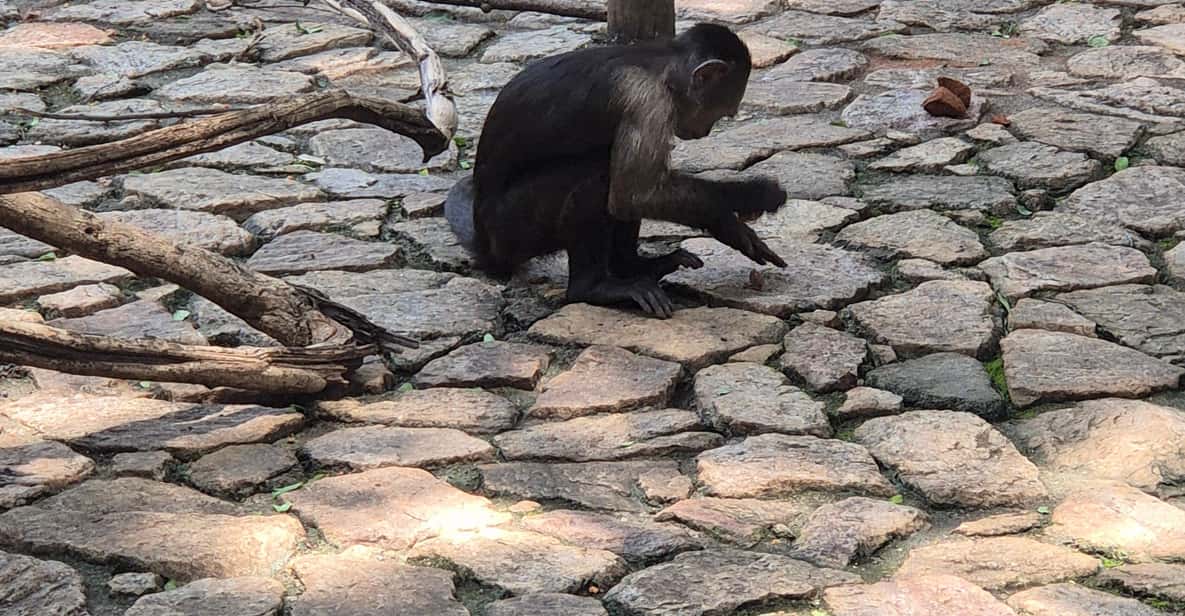 The Elephant and Monkey Sanctuary. | GetYourGuide